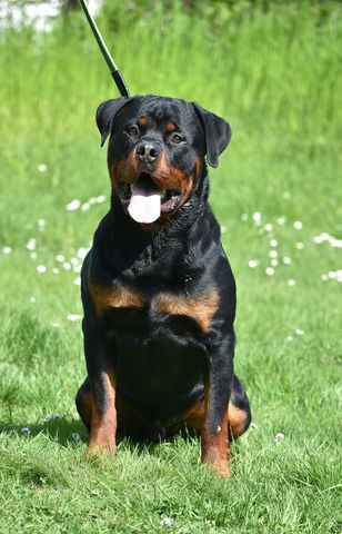 Breed from the kennel vom Hunnen-Konig: Muffin vom Amtsbach and Jade ...