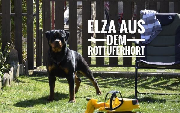 Elza aus dem Rottuferhort | Hundeprofil - Informationen und Daten