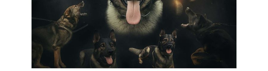 Kennel von Haus Jagen – working-dog