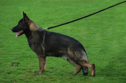 Wurfplanung des Zwingers von Conneforde: Panther von Conneforde und ...