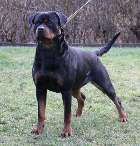 Zucht des Zwingers vom Rösslesgarten: Jorik vom Weiltal und Zena von ...