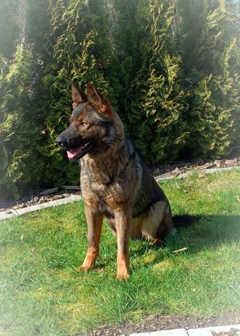 Breed from the kennel Borecký sen: Baltazar Kascaro and Baffy Borecký ...