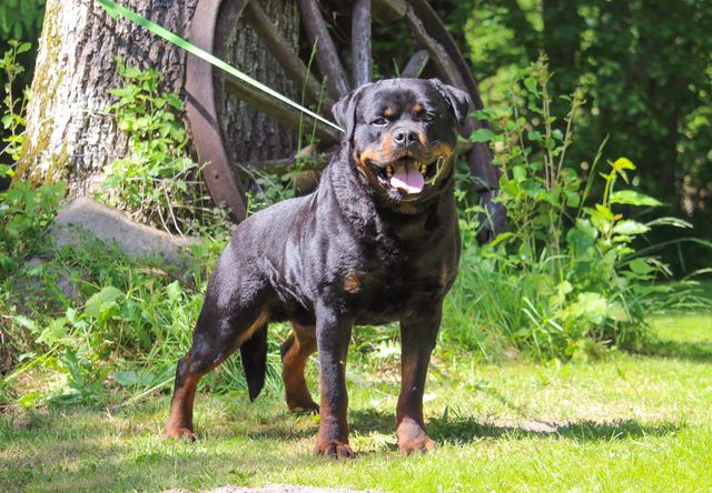 Zucht des Zwingers vom Arius: Hummer vom Cherniy Kumir und Gitte vom ...