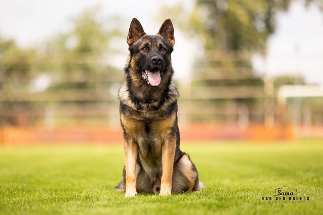 Litter plan from the kennel Van D'N Blakthoeve: Utex du Triangle ...