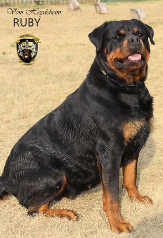 Wurfplanung des Zwingers VOM HEYDEHEIM ROTTWEILERS: Prince of Stjepanic ...