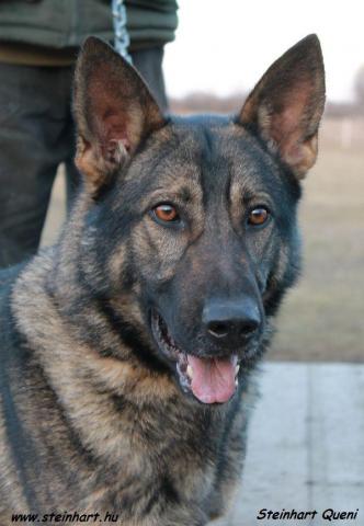 Breed from the kennel Steinhart: Hades von der Schiffslache and ...