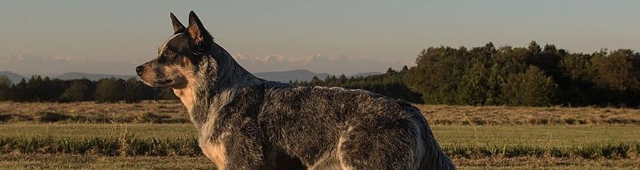 Kennel from Blackforestheeler – working-dog