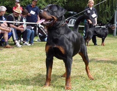 Breed from the kennel Vindelsbo's: Raoul vom Hause Neubrand and ...