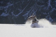 Captain Jake of King's Aire | Dog profile - information and data