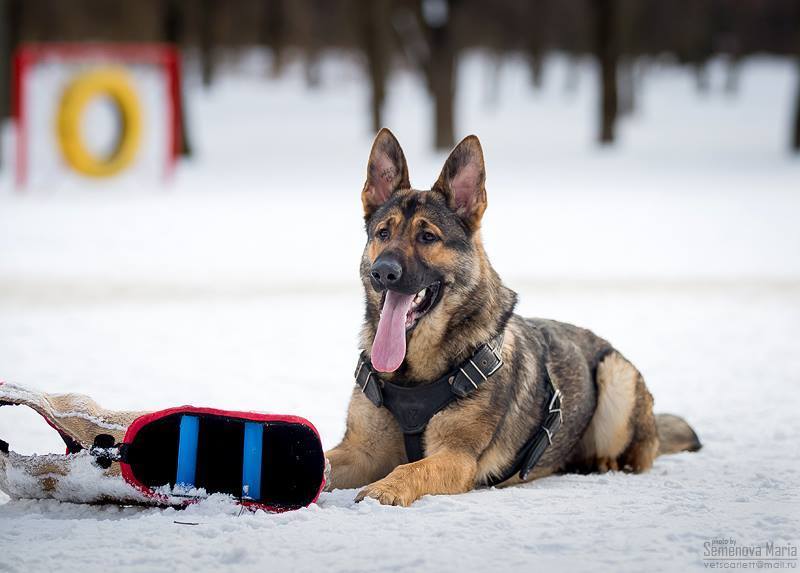 Grant Zorkinhof | Dog profile - information and data